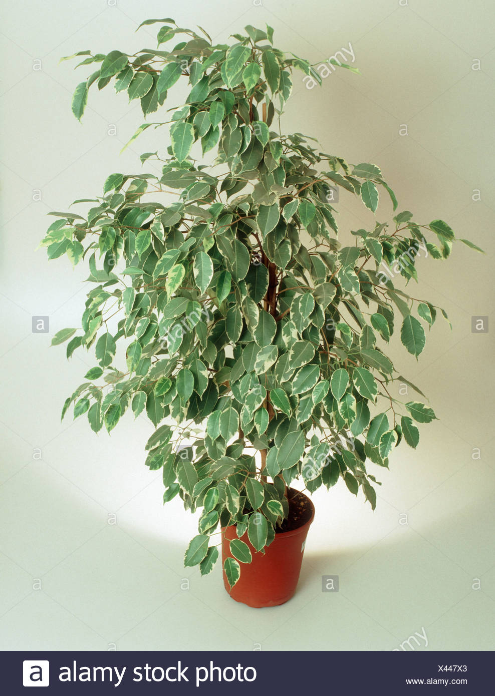 Weeping Fig Plant High Resolution Stock Photography and Images - Alamy