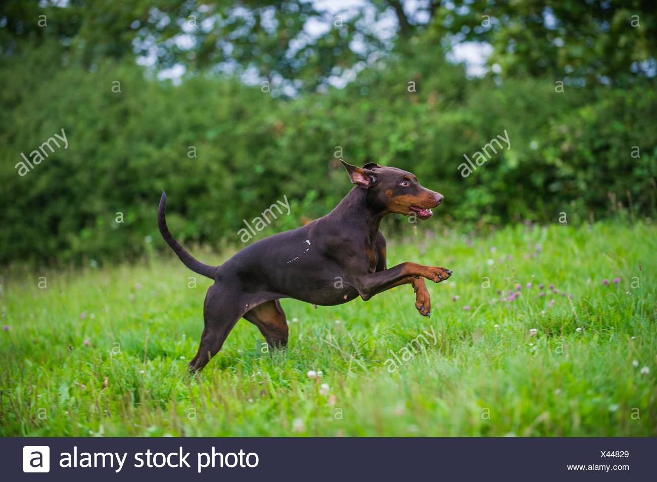 Running Doberman Pinscher Stock Photos & Running Doberman Pinscher ...
