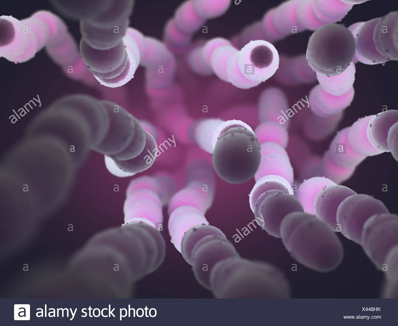 Streptococcus Pneumoniae Bacteria High Resolution Stock Photography and ...