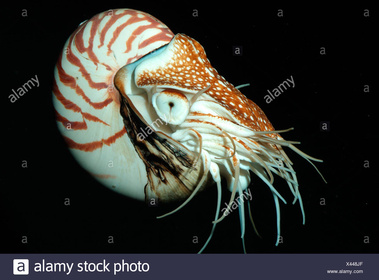 Rare Molluscs High Resolution Stock Photography and Images - Alamy