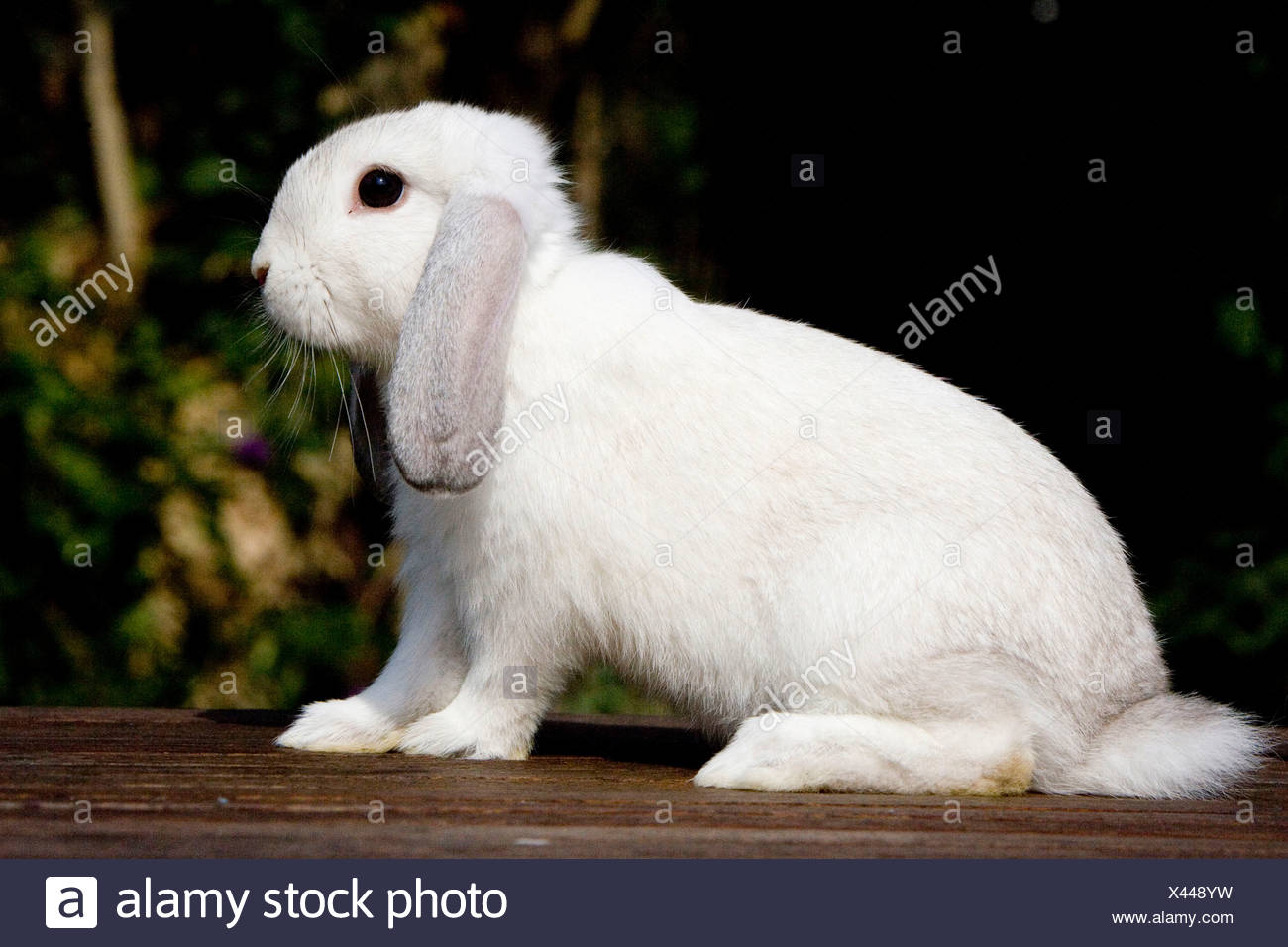 English Rabbit High Resolution Stock Photography and Images - Alamy