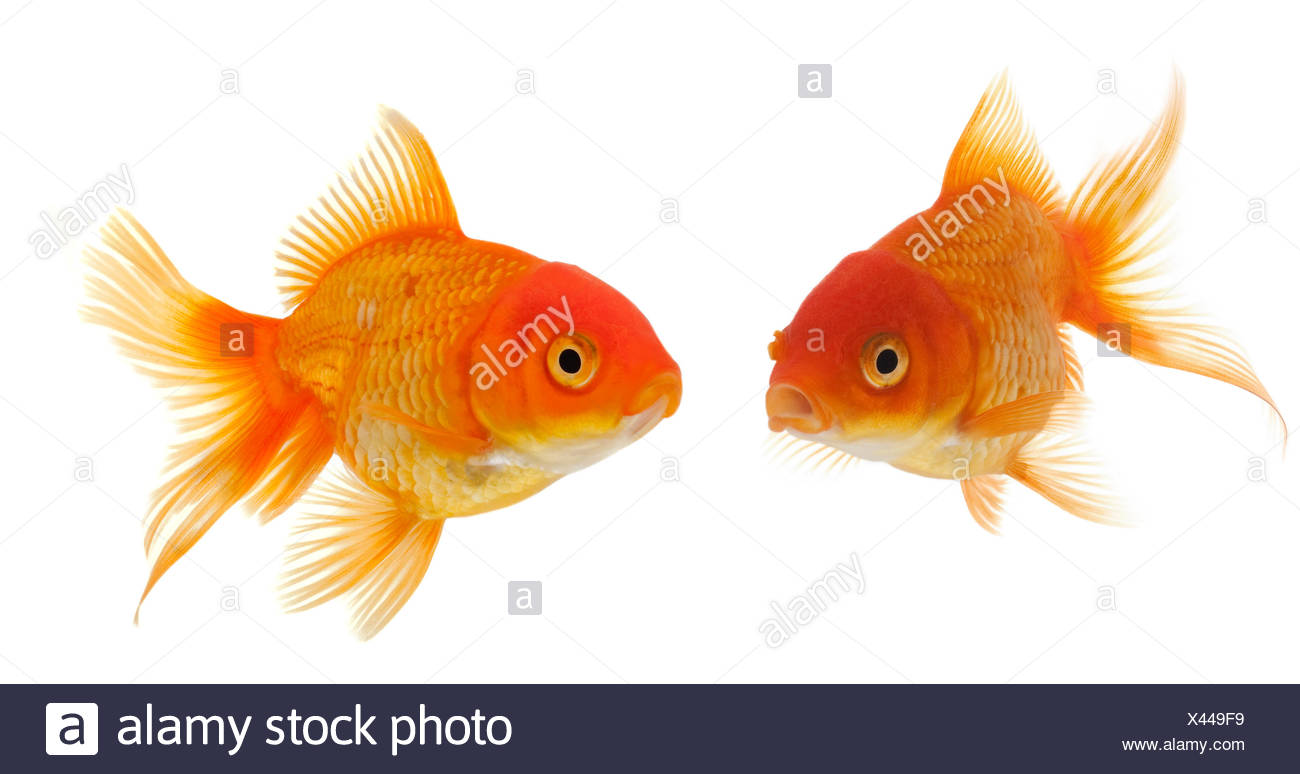 Goldfish High Resolution Stock Photography and Images - Alamy