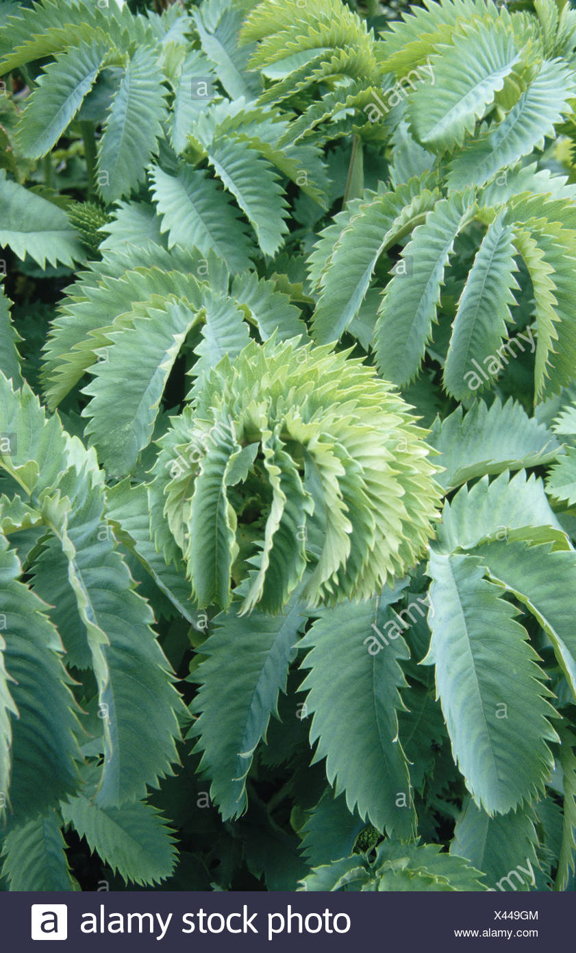 Melianthus Major Honey Bush High Resolution Stock Photography and ...