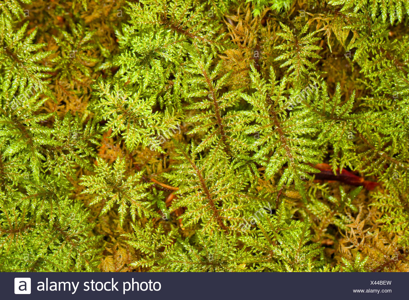 Step Moss Stock Photos & Step Moss Stock Images - Alamy