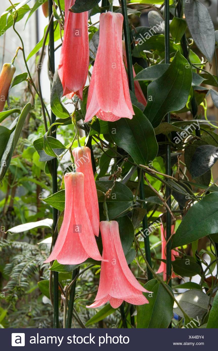 Lapageria Rosea High Resolution Stock Photography and Images - Alamy