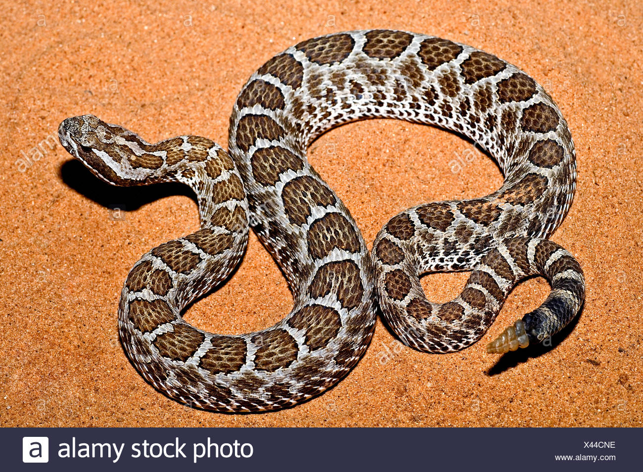 Sistrurus High Resolution Stock Photography and Images - Alamy