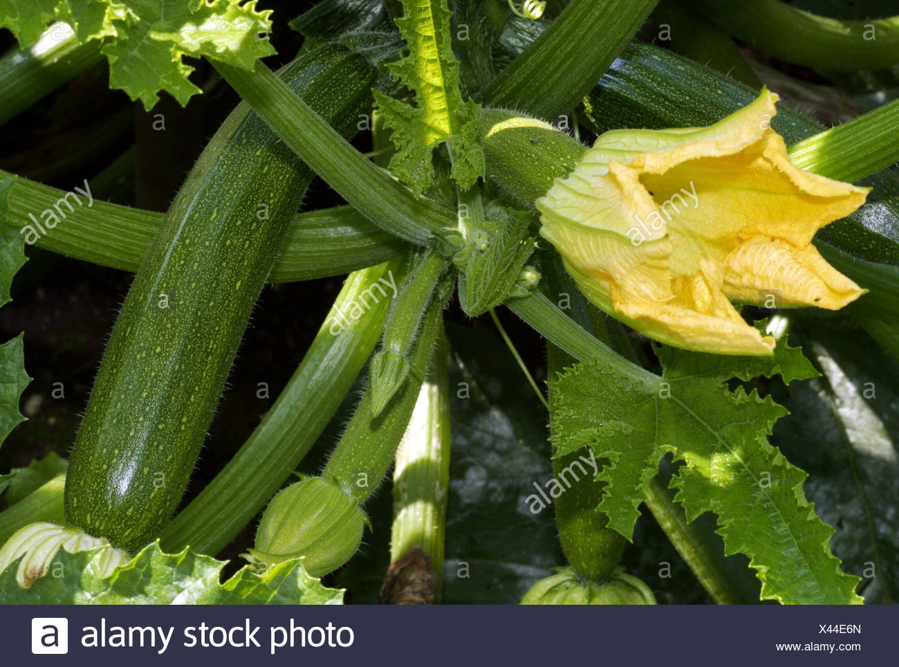 Cucurbita Pepo Convar Giromontina High Resolution Stock Photography and ...