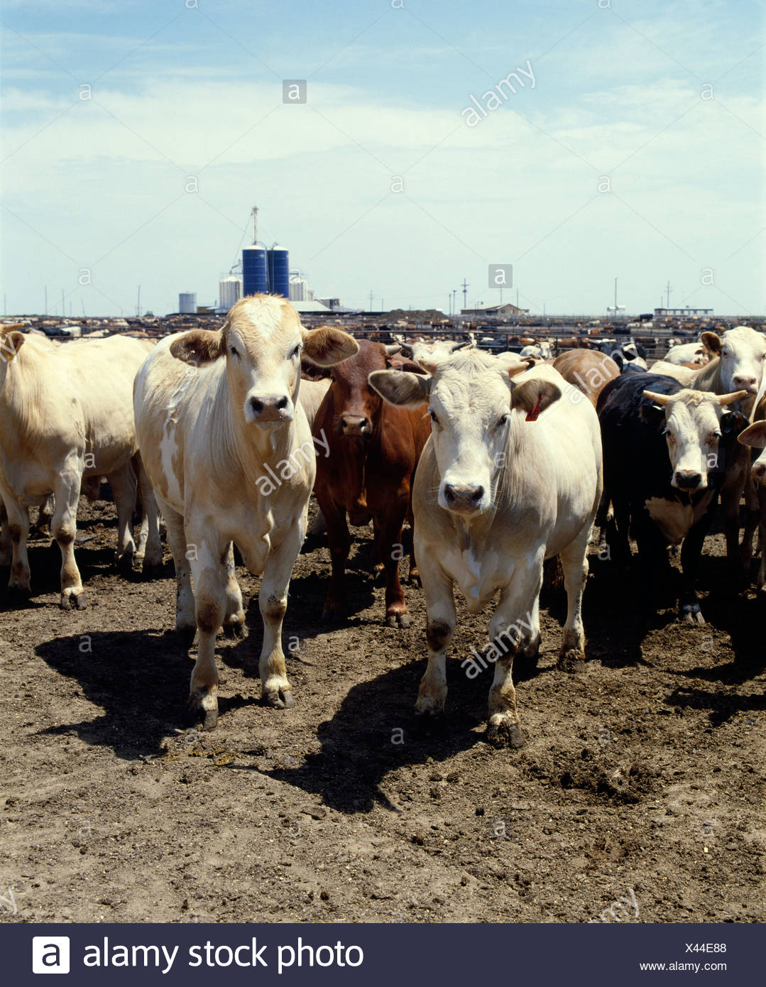 Cattle Feedlot Texas High Resolution Stock Photography and Images - Alamy