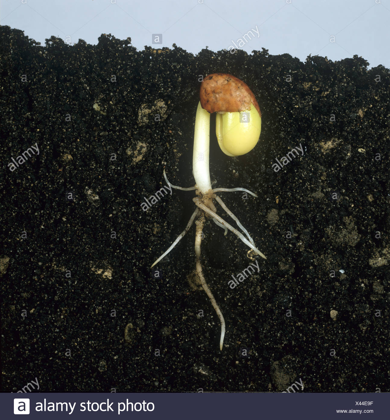 Bean Seed Roots Stock Photos & Bean Seed Roots Stock Images - Alamy