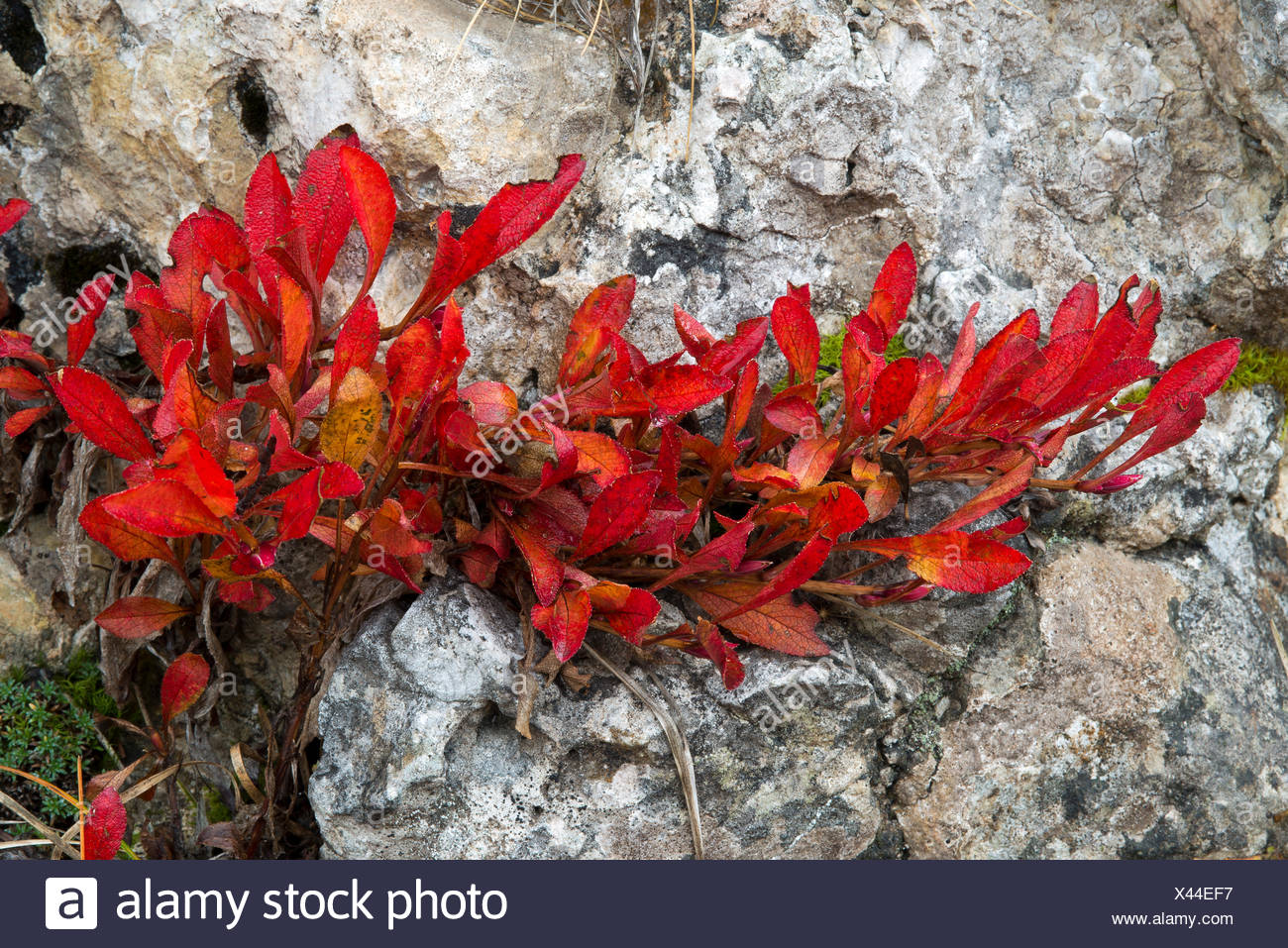 Arctostaphylos Alpina Stock Photos & Arctostaphylos Alpina Stock Images ...