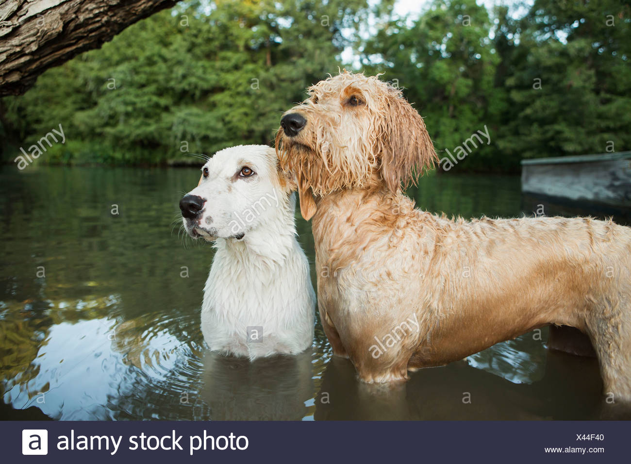 Labradoodle Puppies Austin Texas / Labradoodle Breeder In Texas ...