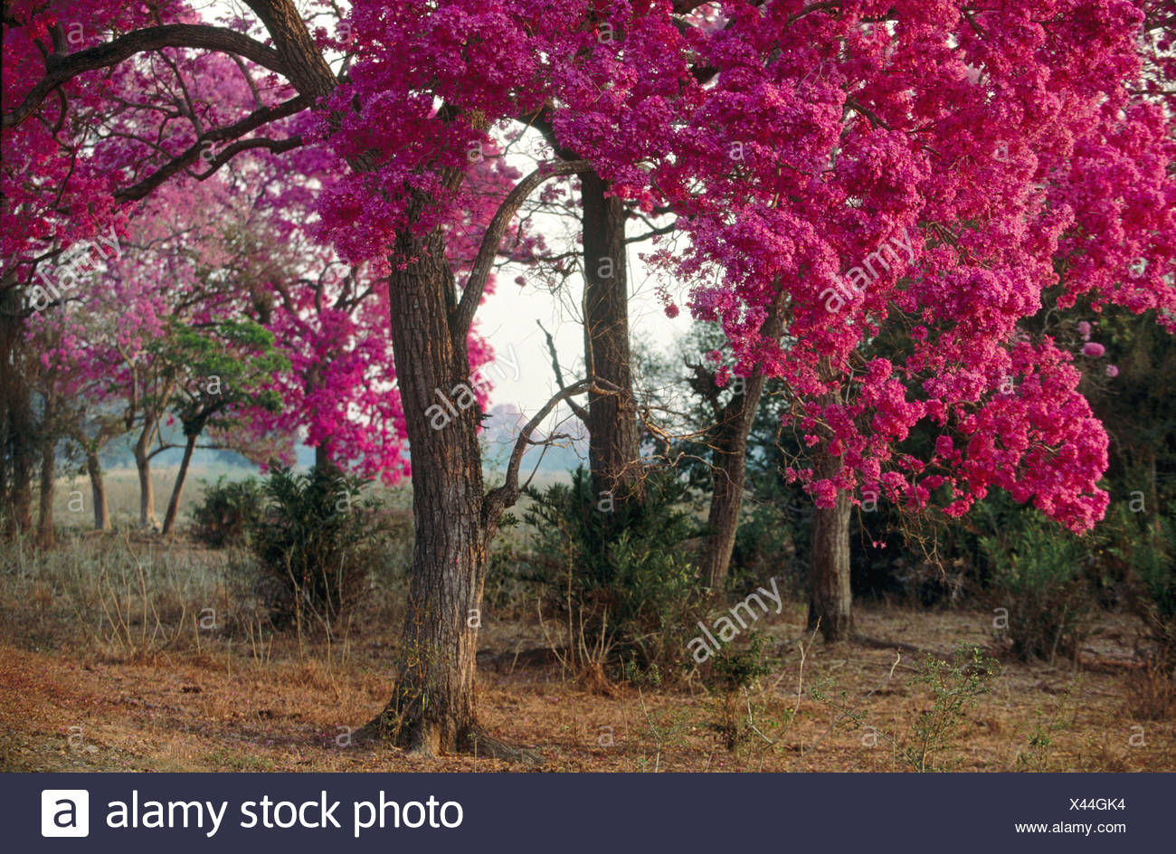 Pantanal Do Mato Grosso At Dry Season High Resolution Stock Photography ...