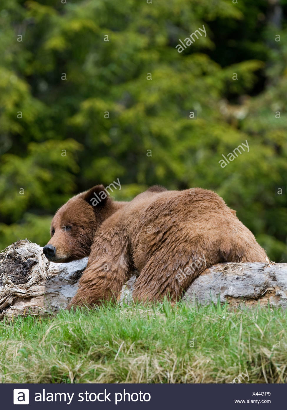 Bear Lying Down High Resolution Stock Photography and Images - Alamy