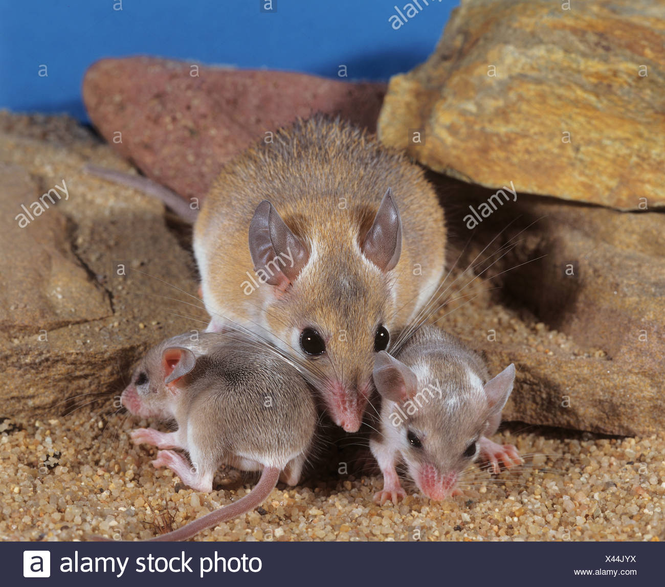 Minous Stock Photos & Minous Stock Images - Alamy