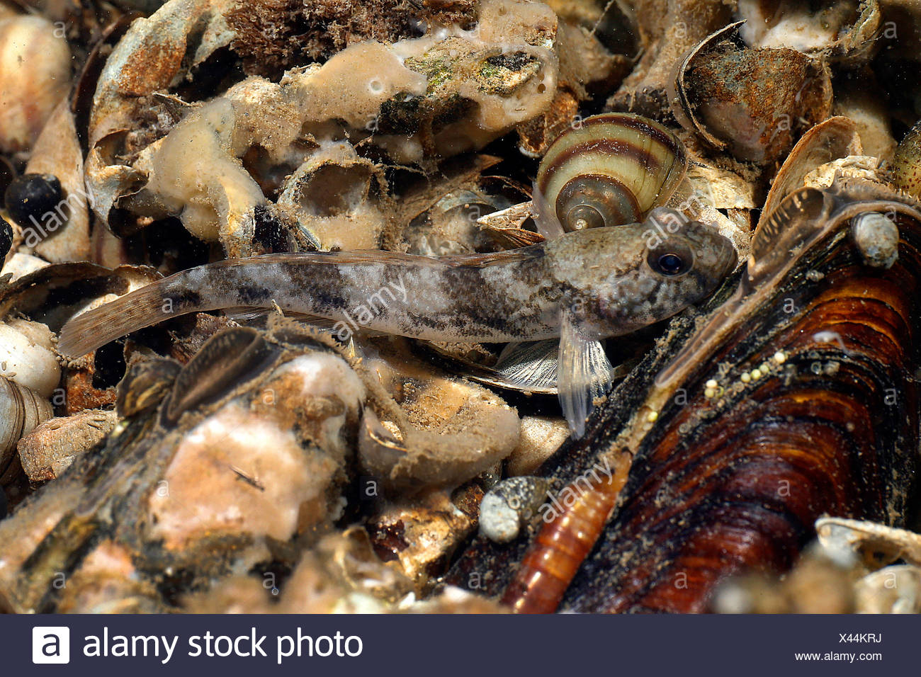 Racer Goby High Resolution Stock Photography and Images - Alamy