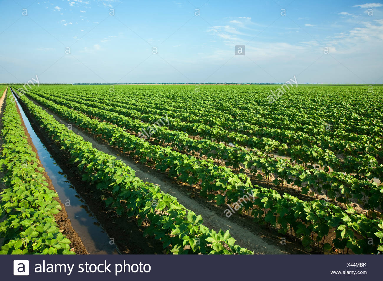 Irrigated Farming High Resolution Stock Photography and Images - Alamy