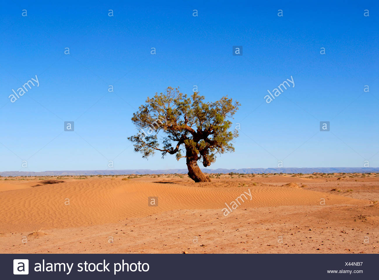 Tamarisk Tree High Resolution Stock Photography and Images - Alamy