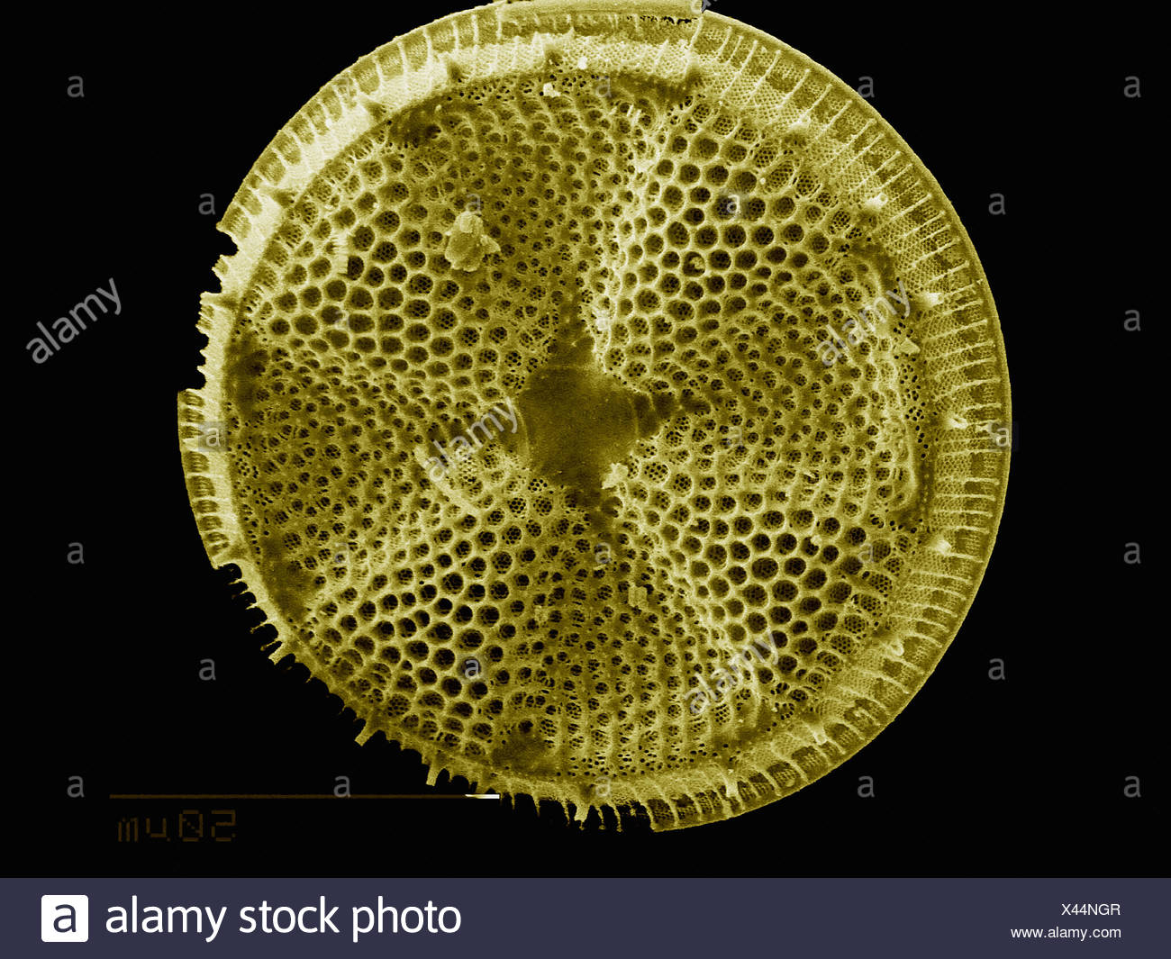Diatom Sem High Resolution Stock Photography and Images - Alamy