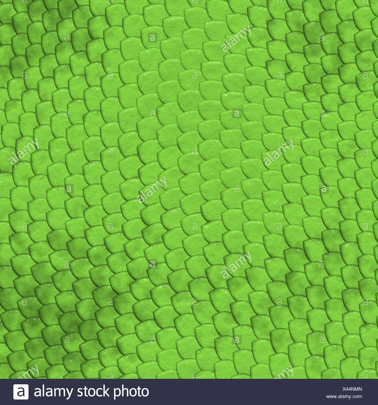 Iguana Reptile Scaly Rough Skin High Resolution Stock Photography and ...