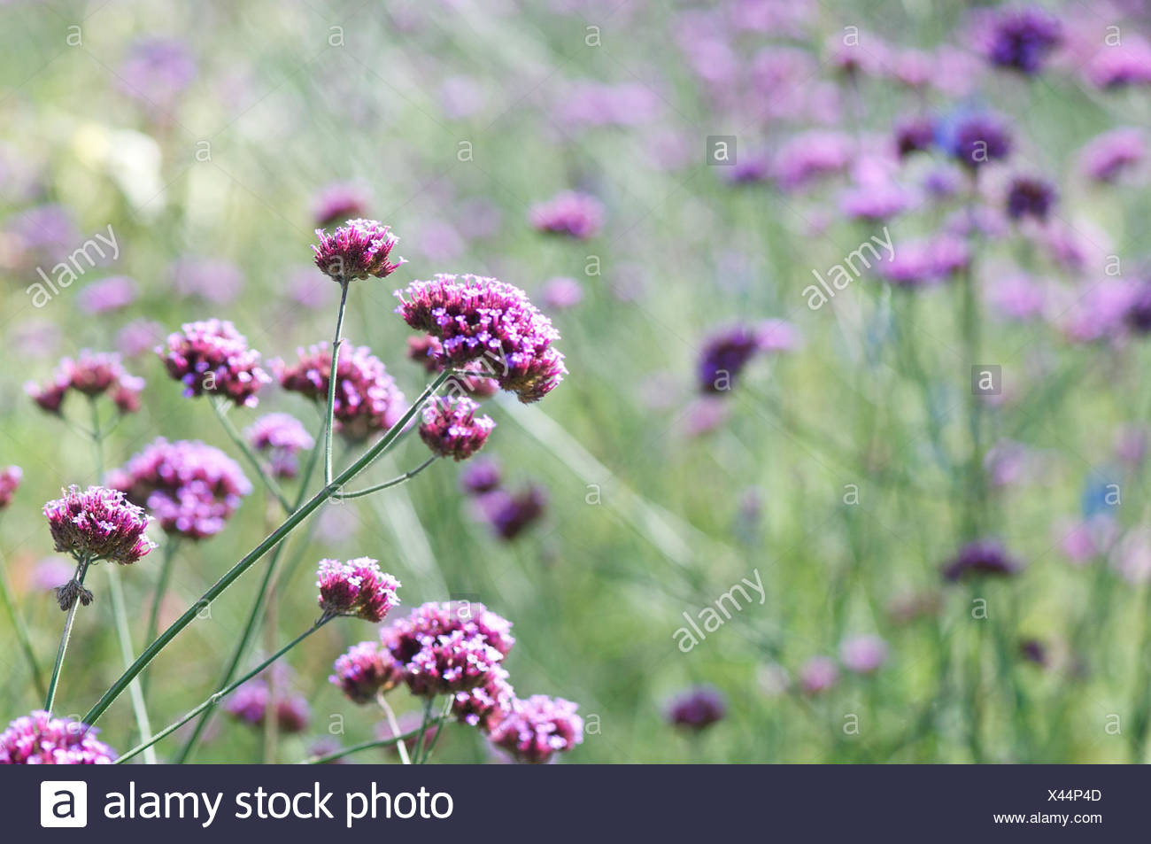 Papilionaceae High Resolution Stock Photography and Images - Alamy