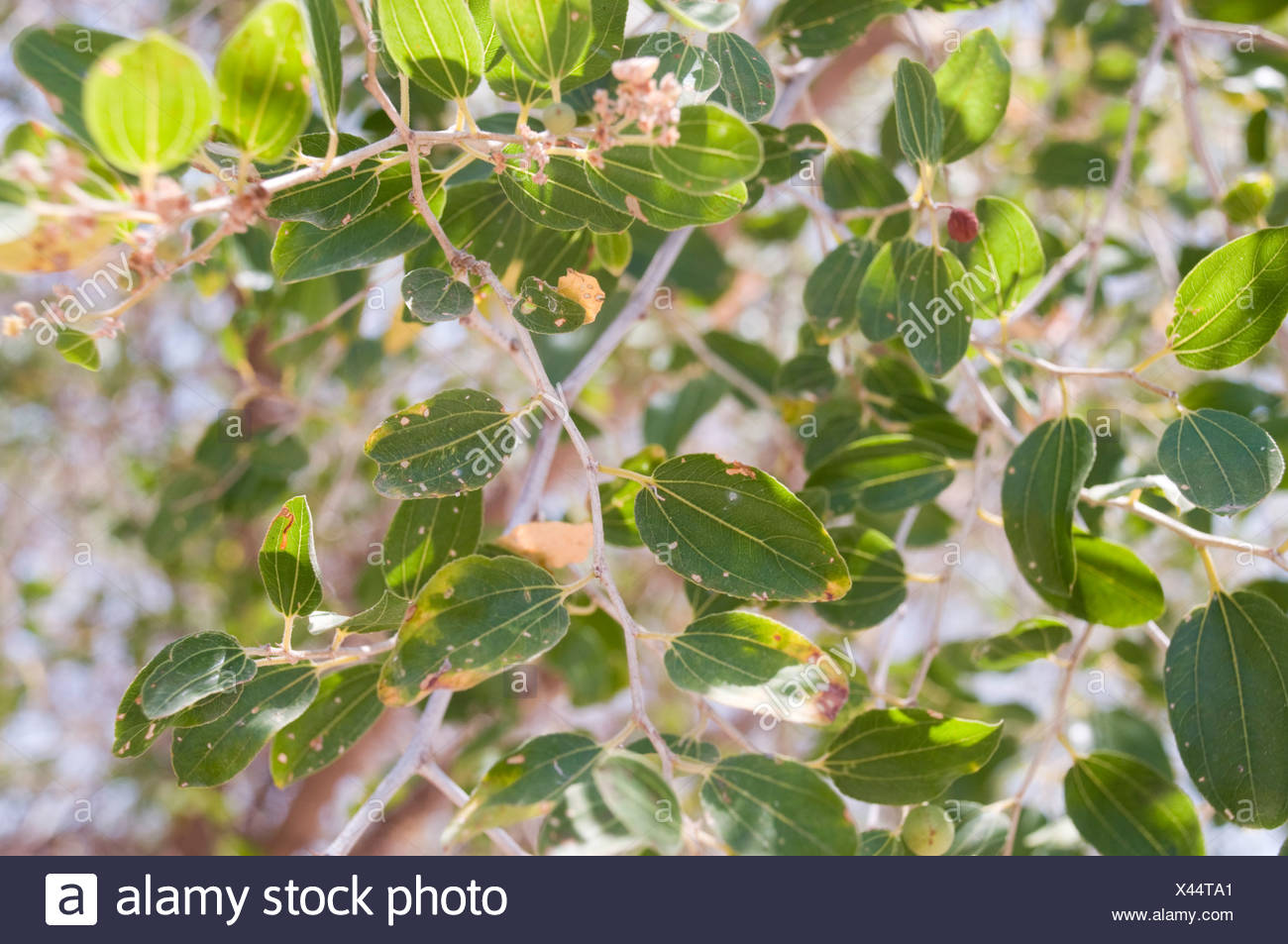 Jerusalem Thorn Tree High Resolution Stock Photography and Images - Alamy
