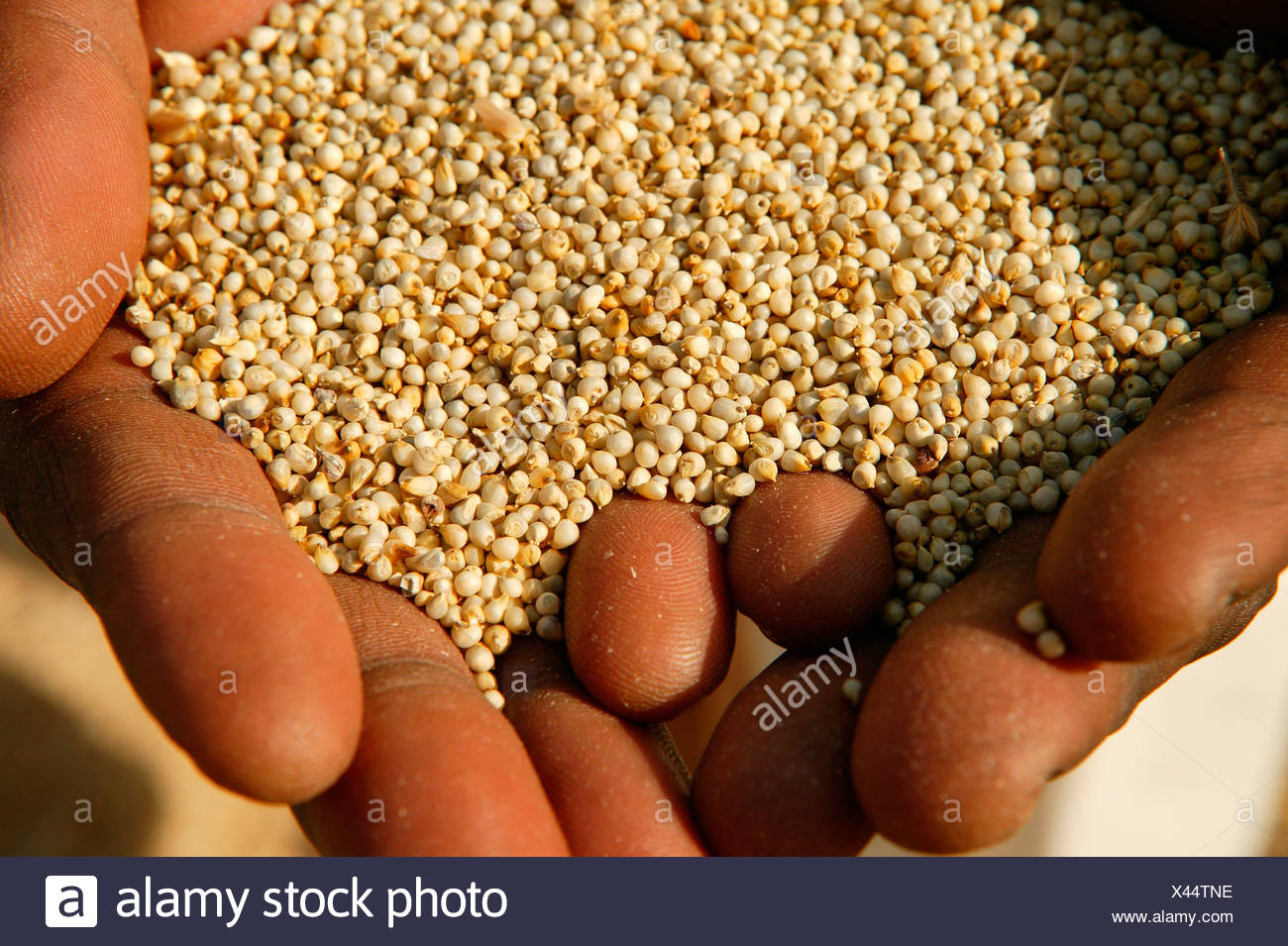 Kamerun Landwirtschaft High Resolution Stock Photography and Images - Alamy