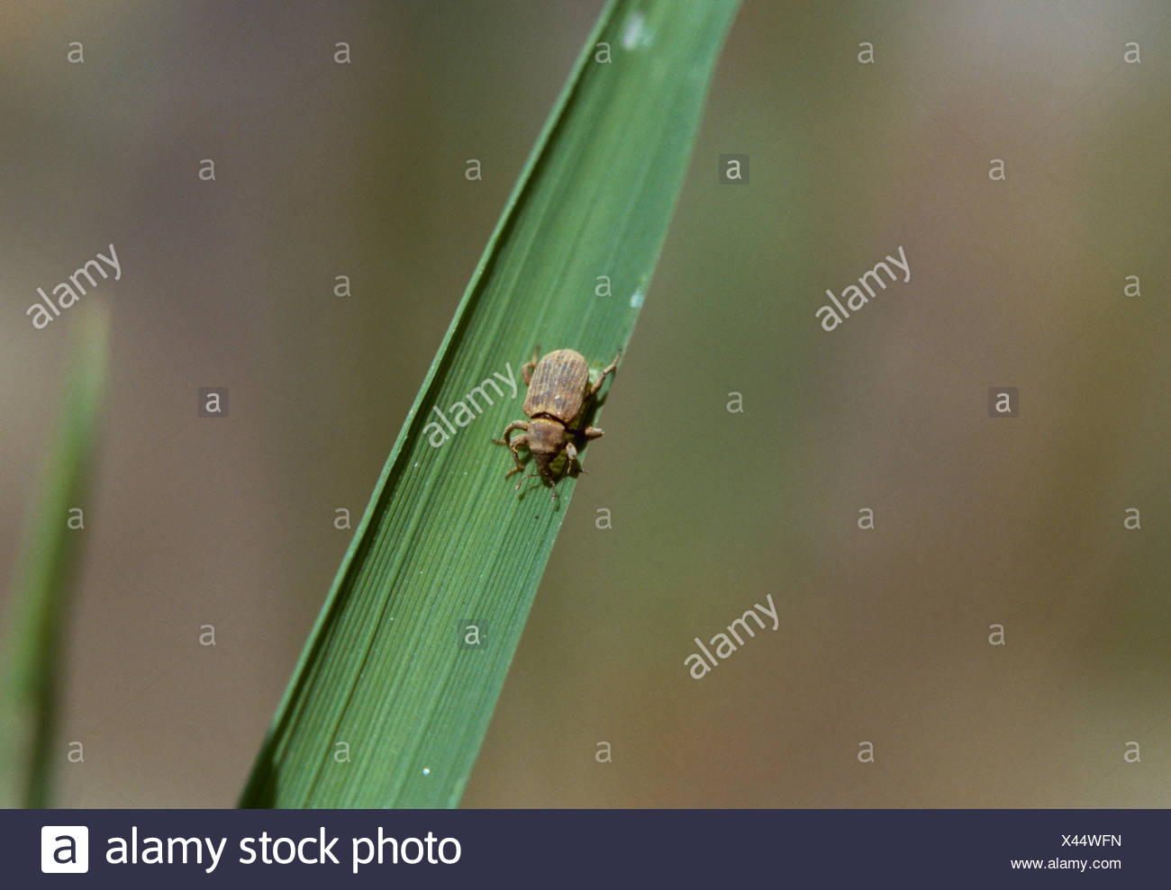 Lissorhoptrus Oryzophilus High Resolution Stock Photography and Images ...