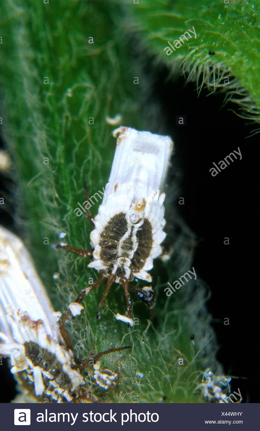 Ubiquitous Plants High Resolution Stock Photography and Images - Alamy