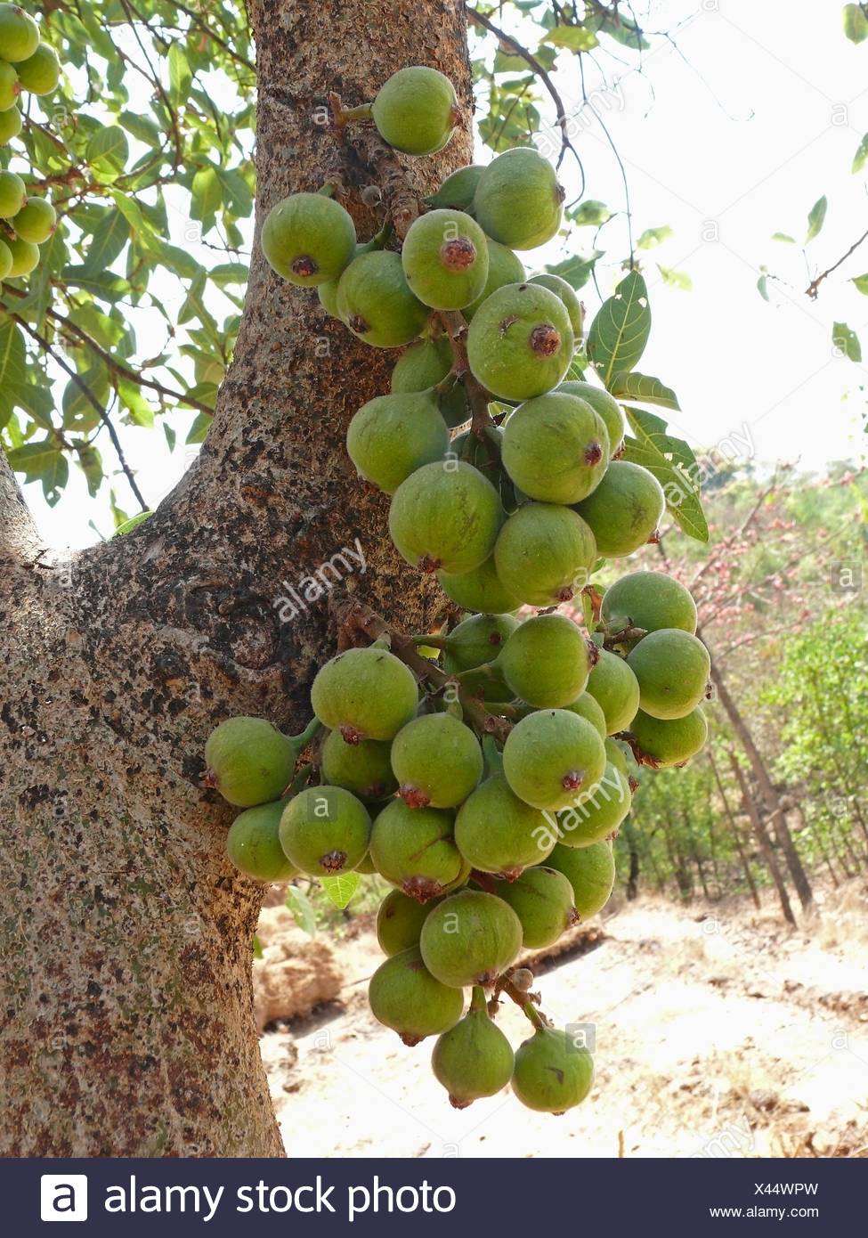 Cluster Fig Stock Photos & Cluster Fig Stock Images - Alamy