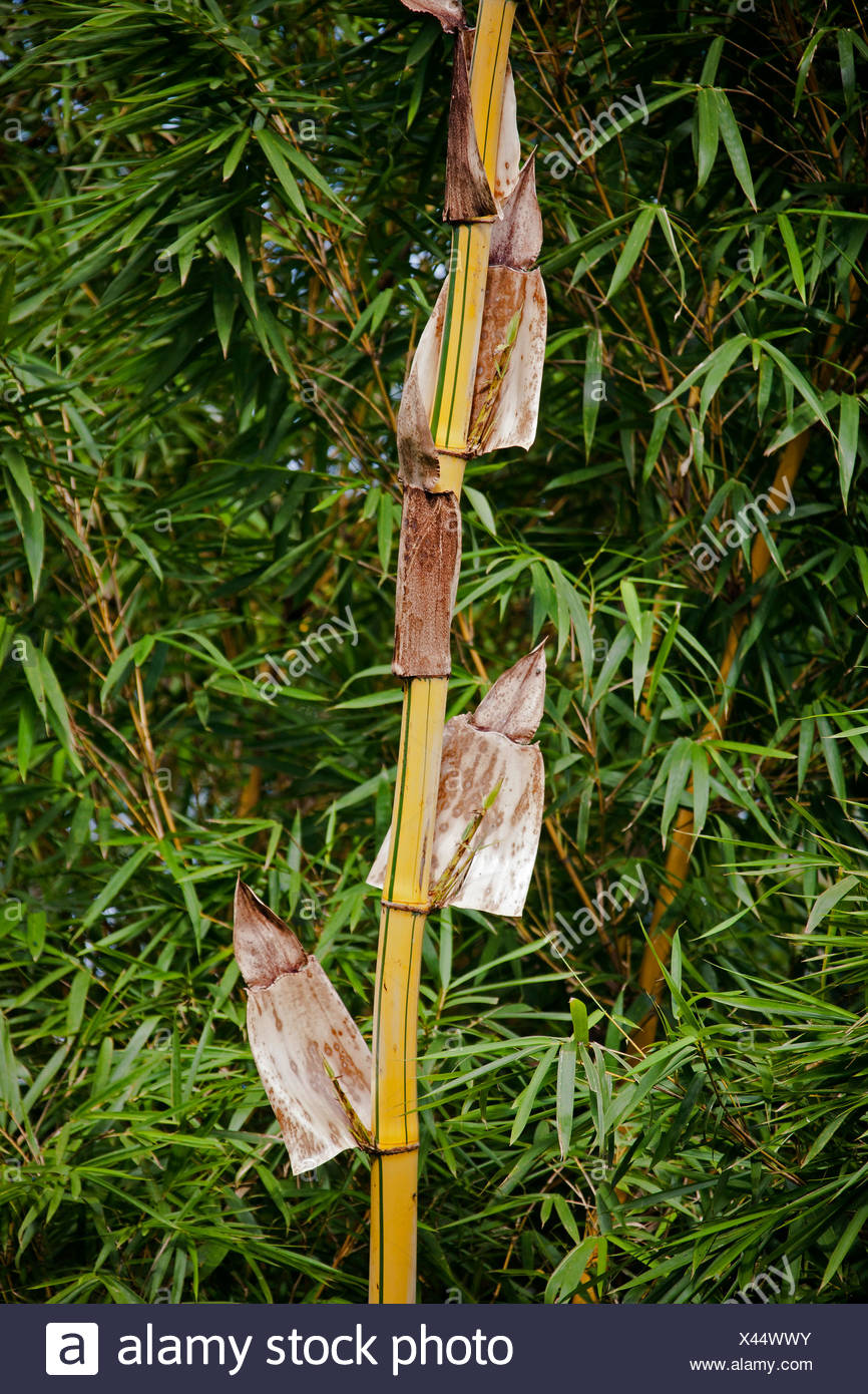 African Bamboo Leaf High Resolution Stock Photography and Images - Alamy