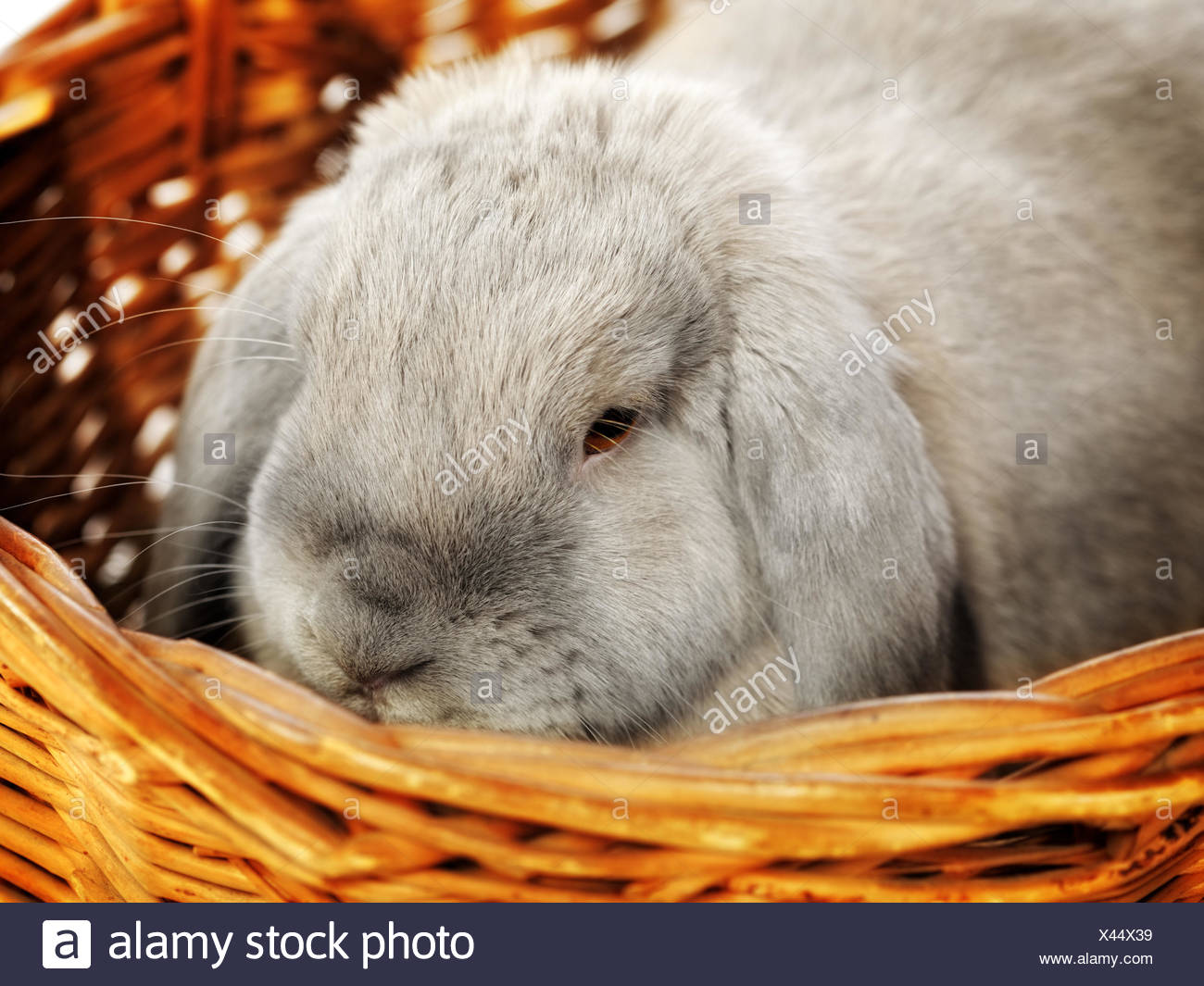 Lop Eared Dwarf Rabbit Domestic Rabbit High Resolution Stock ...
