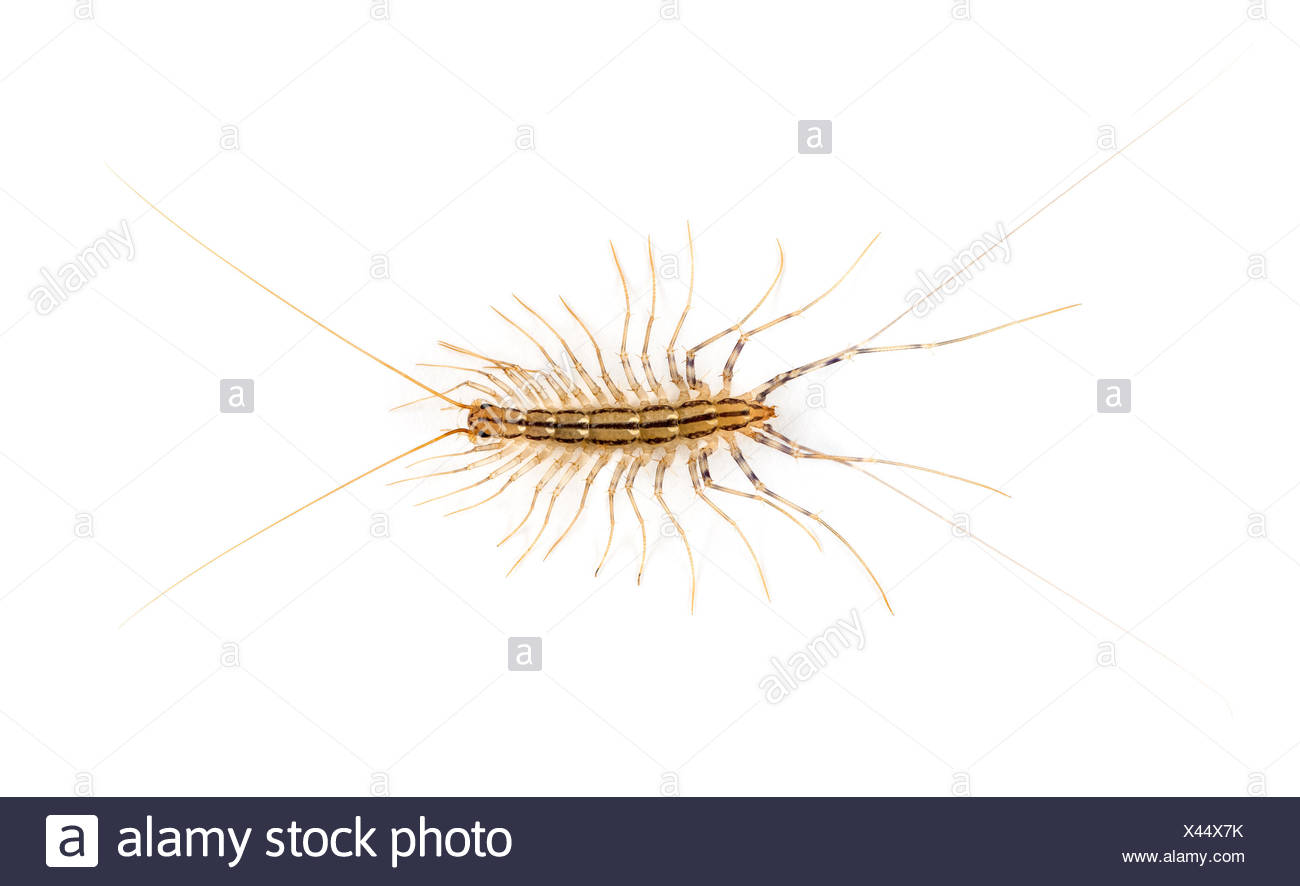 House Centipede Scutigera Coleoptrata Stock Photos & House Centipede ...