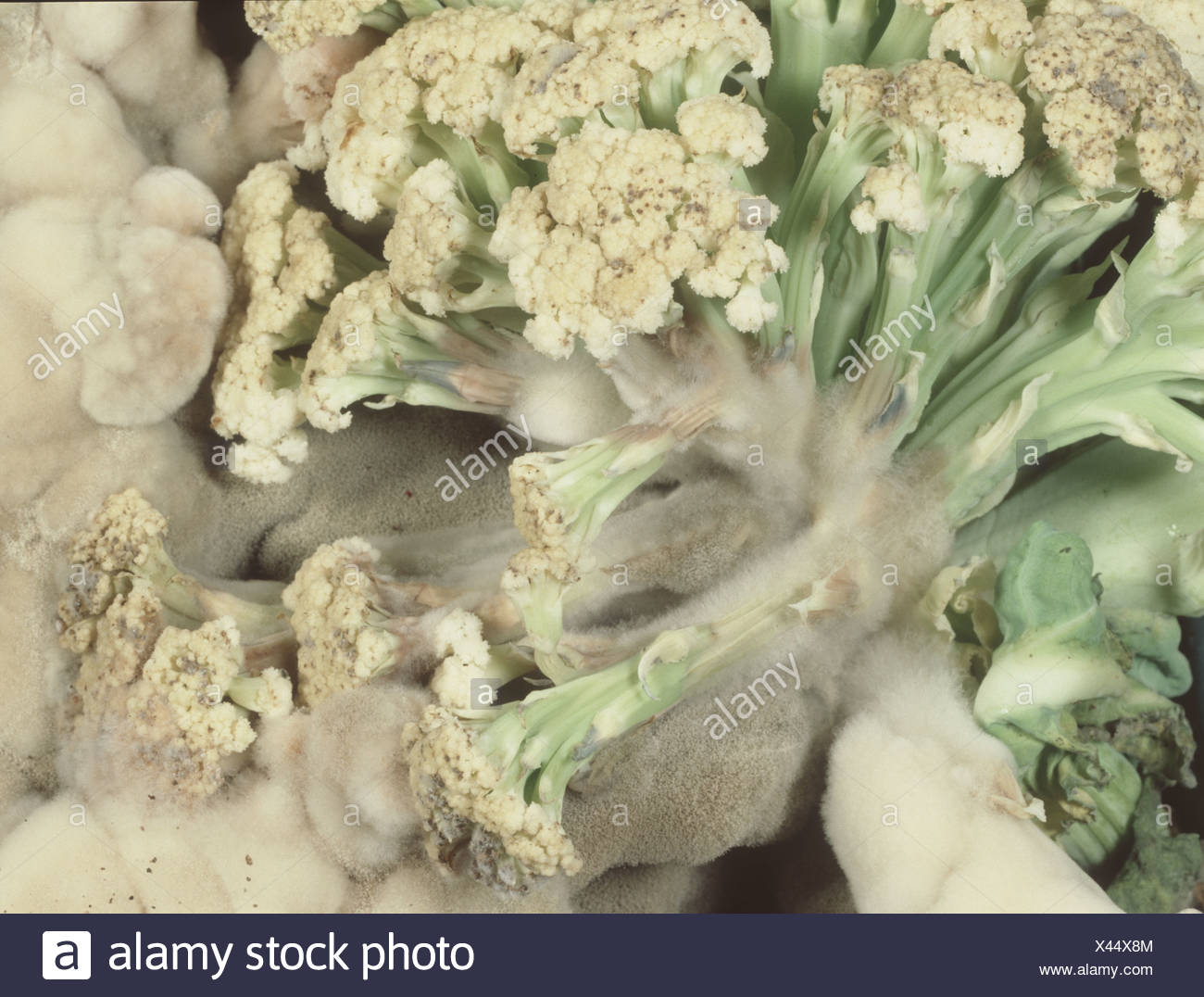 Cauliflower Disease High Resolution Stock Photography and Images - Alamy