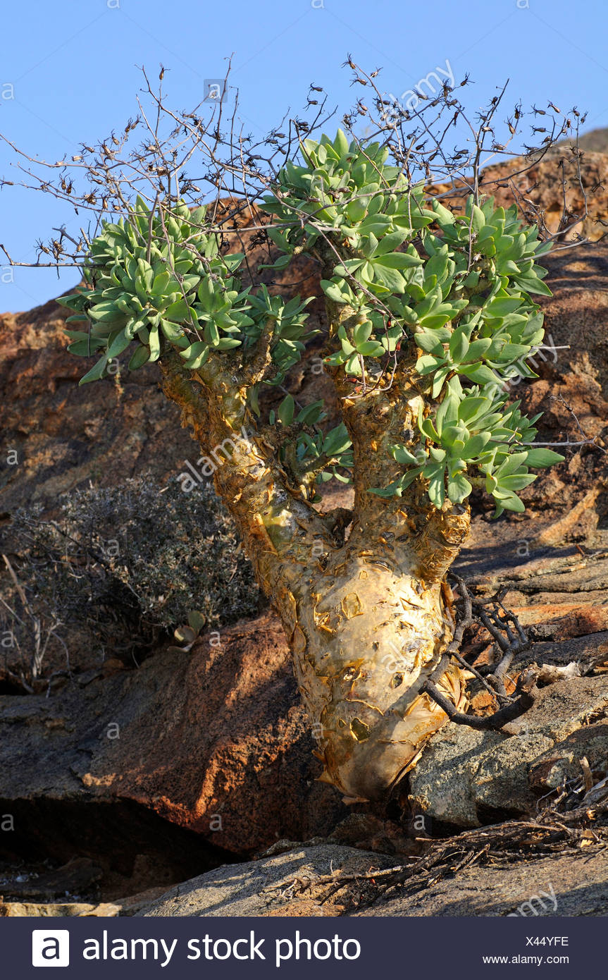 Tylecodon Stock Photos & Tylecodon Stock Images - Alamy