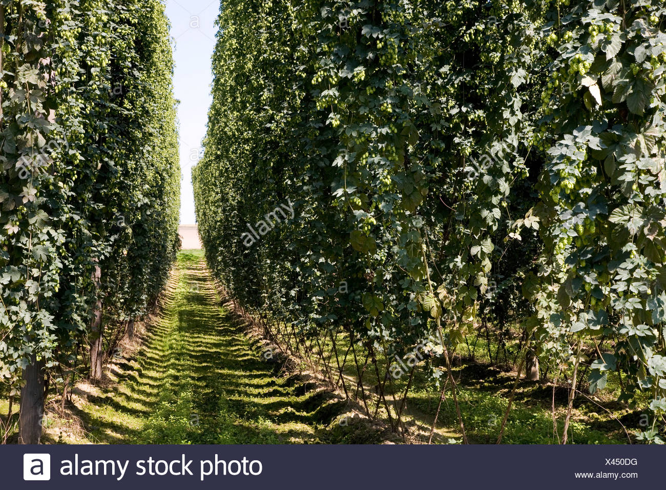 Hopfenanbau High Resolution Stock Photography and Images - Alamy