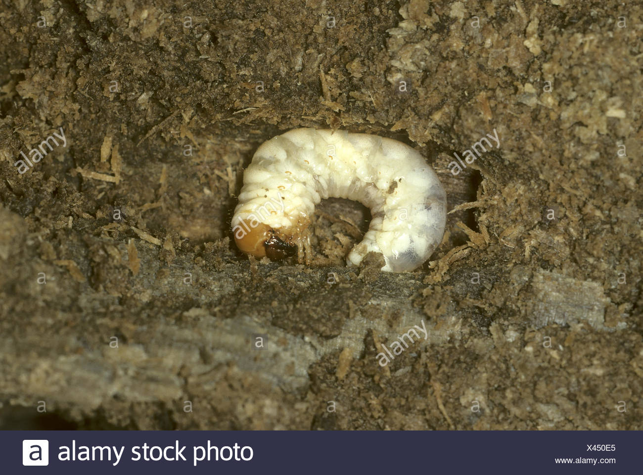 Stag Beetle Larvae High Resolution Stock Photography and Images - Alamy