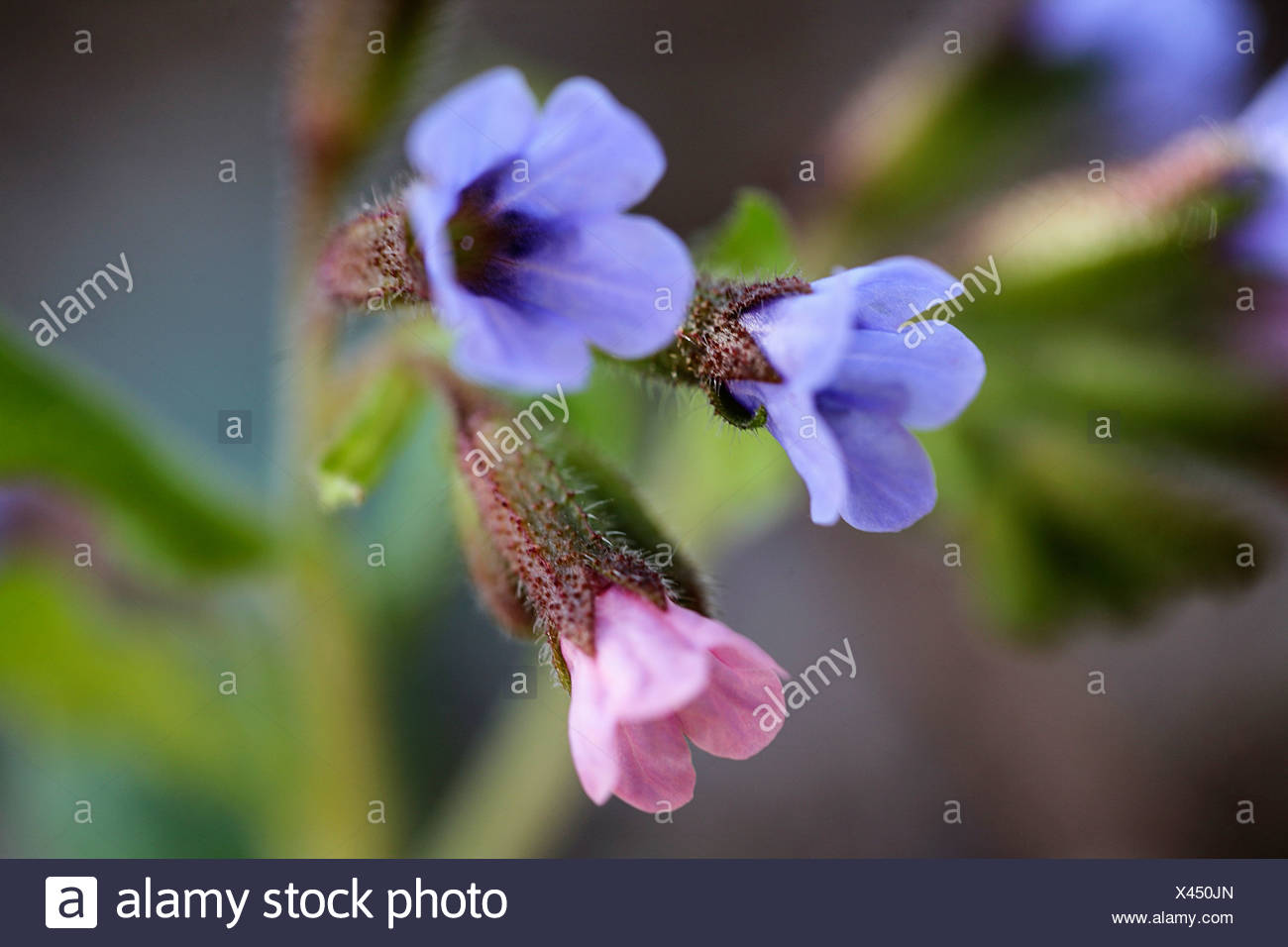 Pink Flowers Of Pulmonaria Officinalis High Resolution Stock ...