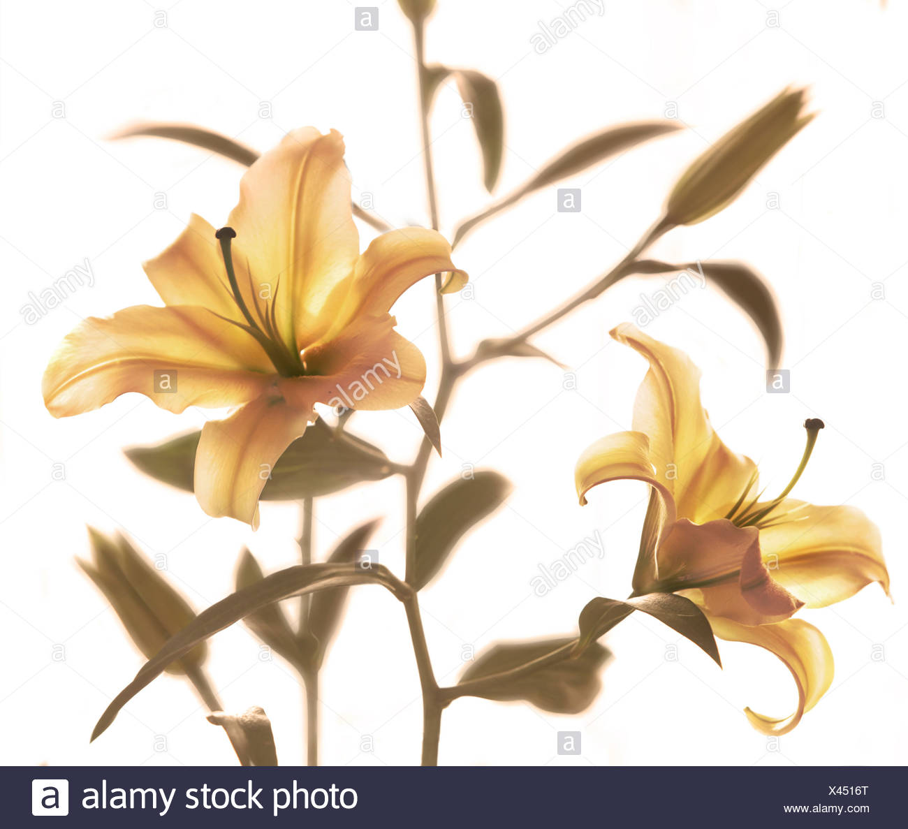 Lily Stargazer High Resolution Stock Photography and Images - Alamy