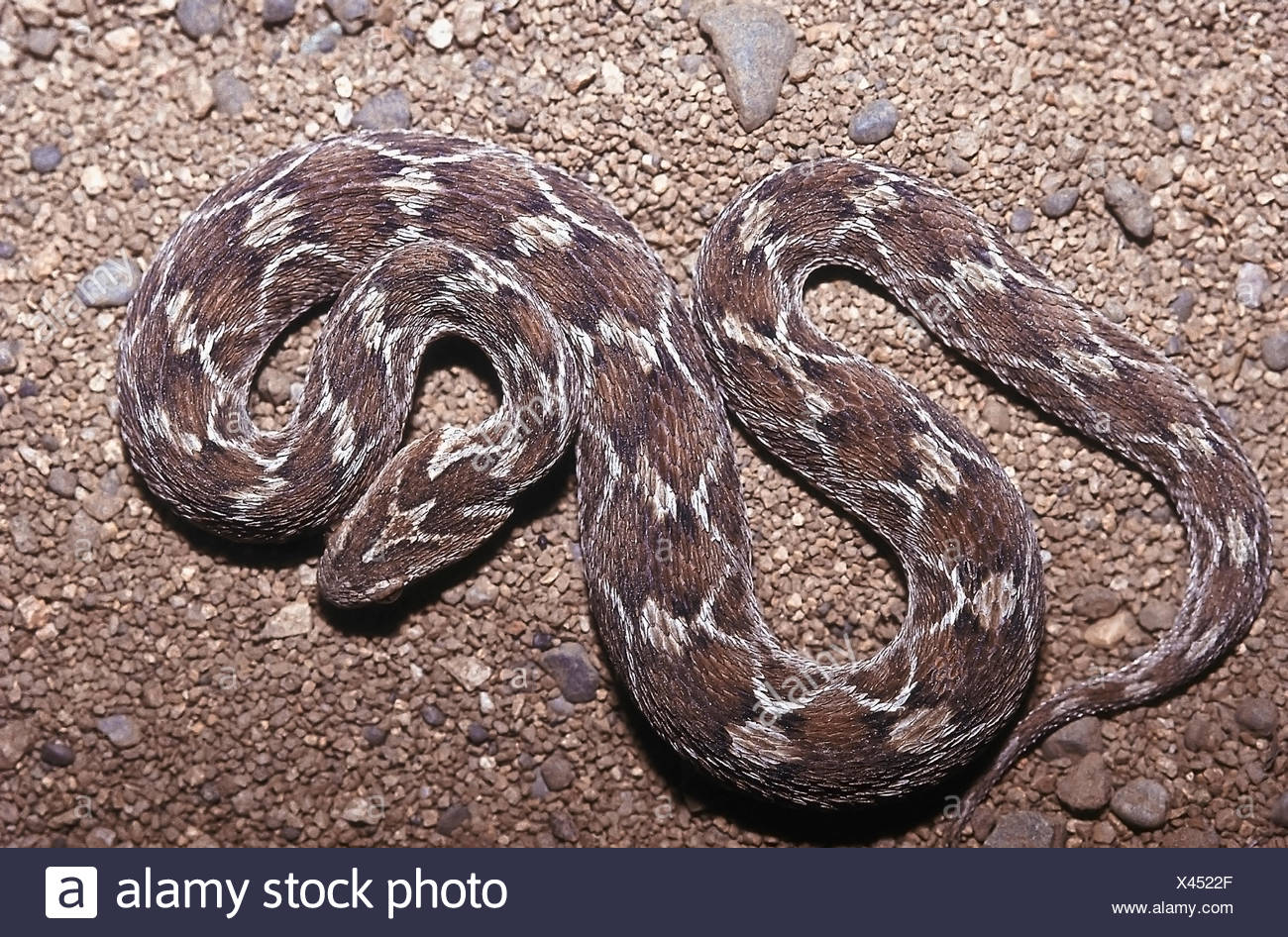 Saw Scaled Viper High Resolution Stock Photography and Images - Alamy