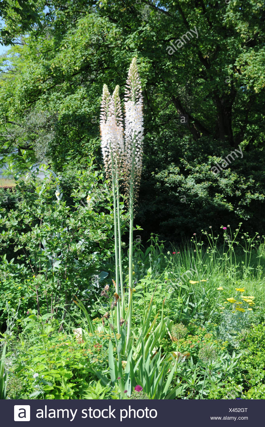 Foxtail Lily Eremurus High Resolution Stock Photography and Images - Alamy