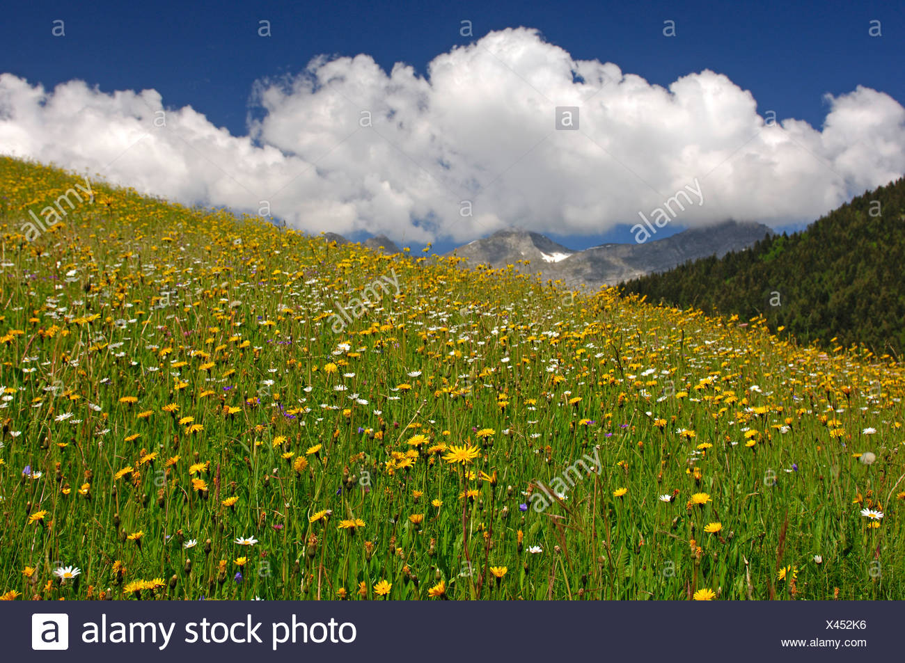 Alpine Grasslands High Resolution Stock Photography and Images - Alamy