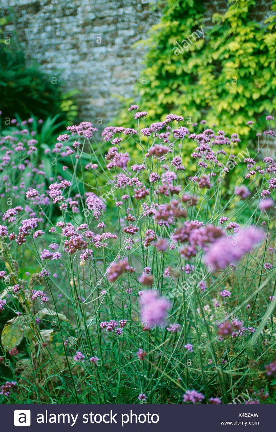 Verbena Bonariensis In Border Stock Photos & Verbena Bonariensis In ...