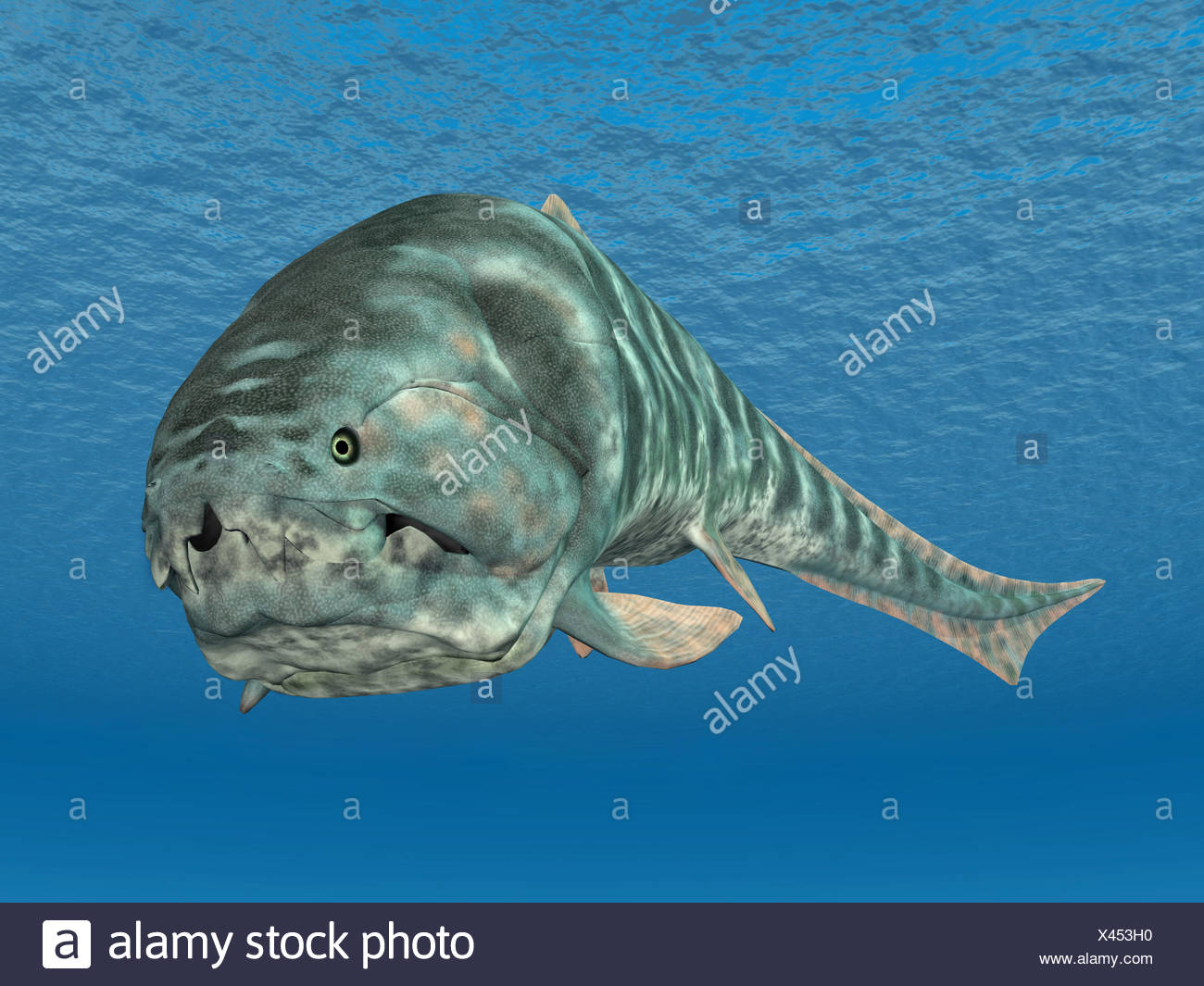 Panzerfisch High Resolution Stock Photography and Images - Alamy