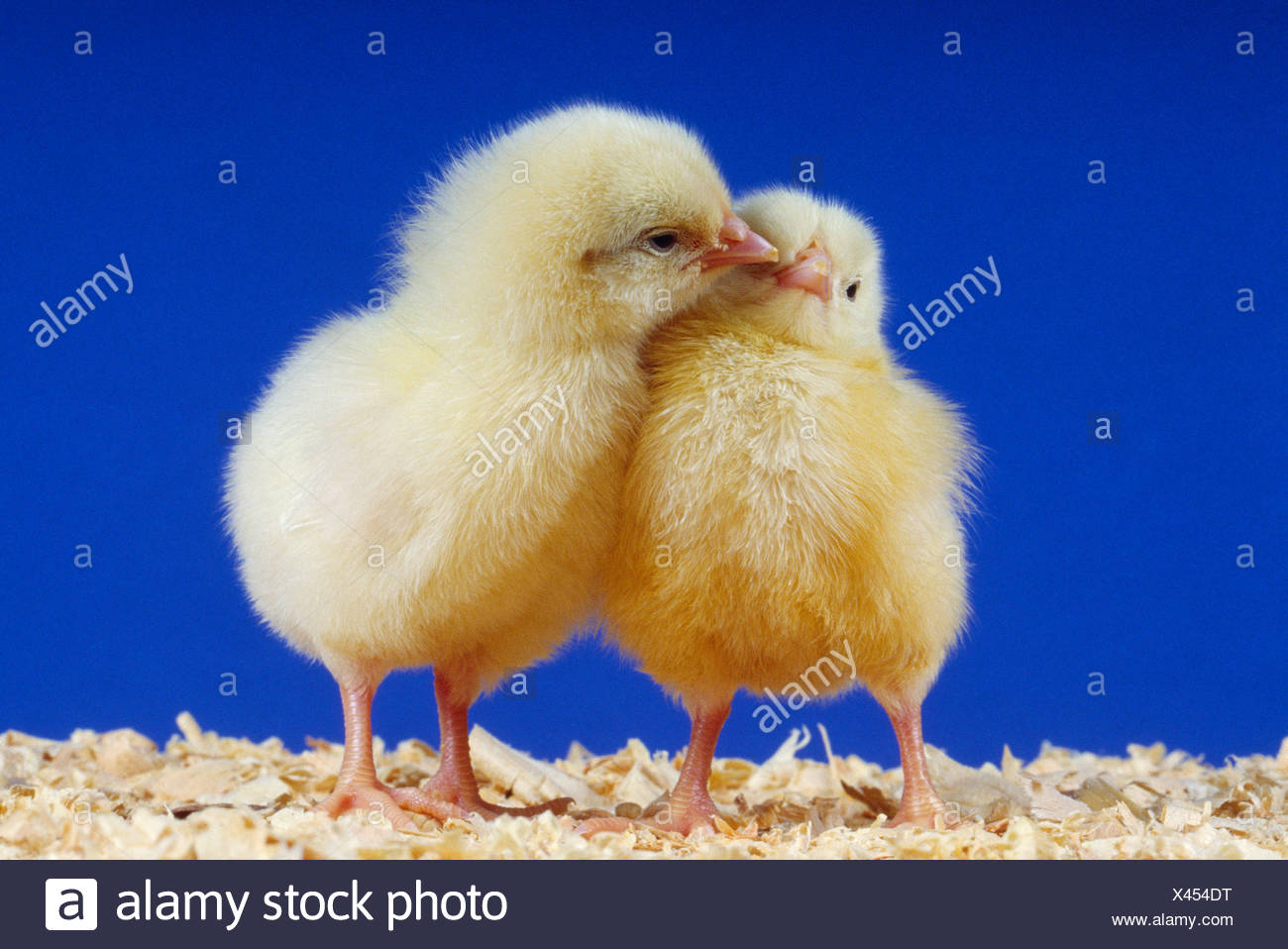 Hy Line White Leghorn High Resolution Stock Photography and Images - Alamy