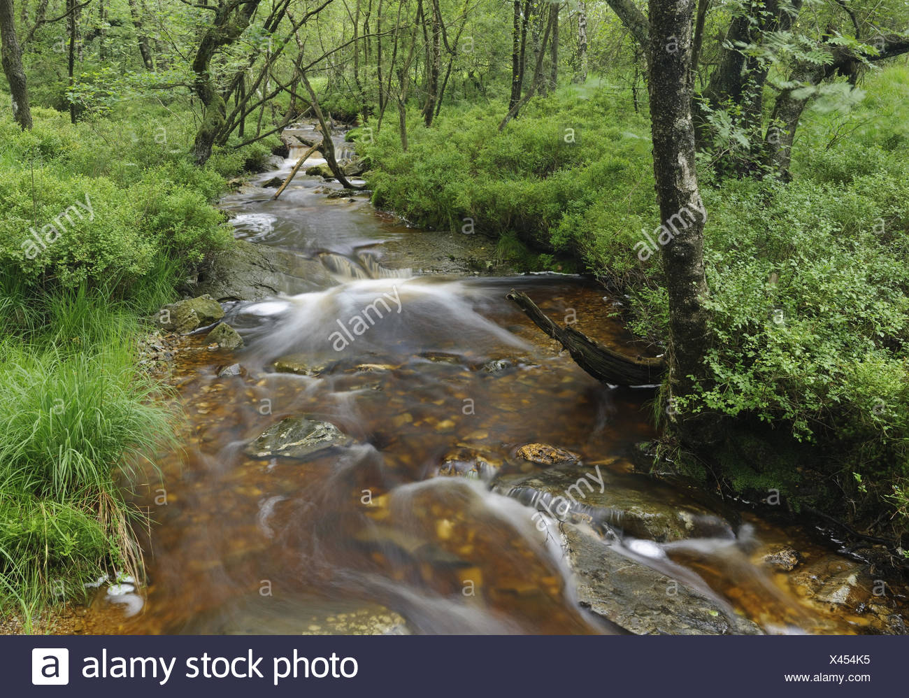 Nature Park High Fens Eifel High Resolution Stock Photography and ...