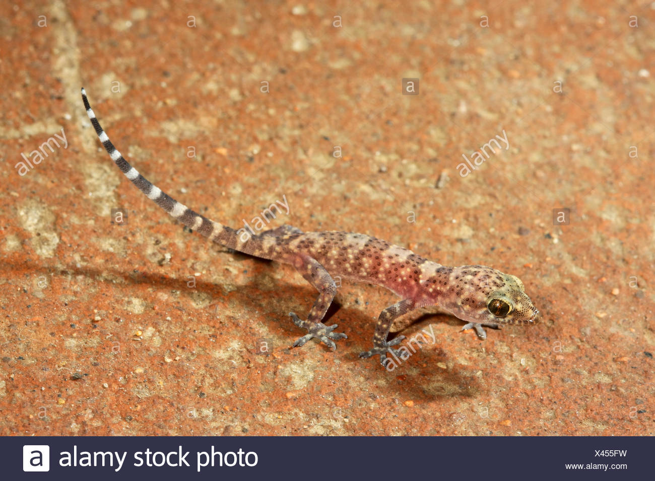 Mediterranean Reptile High Resolution Stock Photography and Images - Alamy