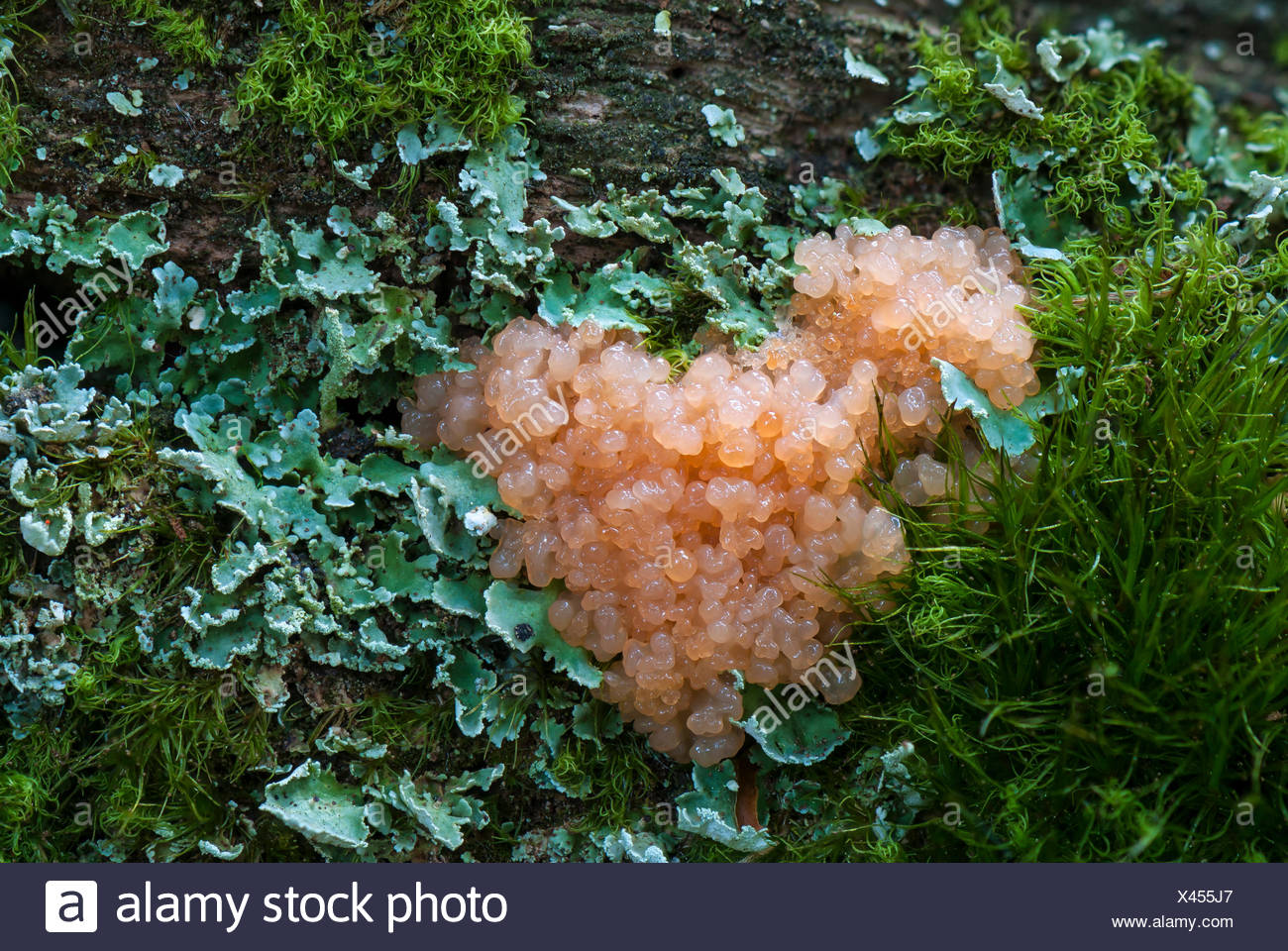 Red Slime High Resolution Stock Photography and Images - Alamy