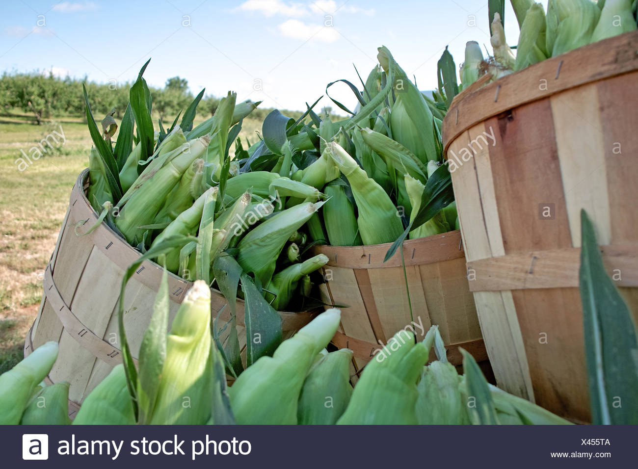 Bushel Of Corn High Resolution Stock Photography and Images - Alamy