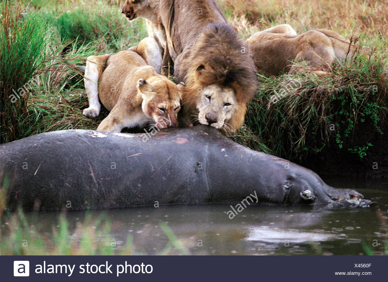Dead Hippopotamus High Resolution Stock Photography and Images - Alamy
