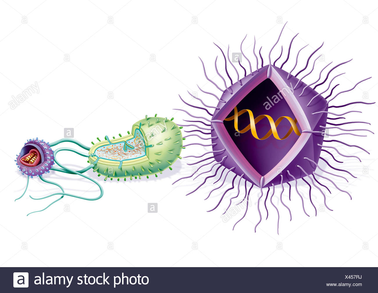 Acanthamoeba Polyphaga Mimivirus High Resolution Stock Photography and ...